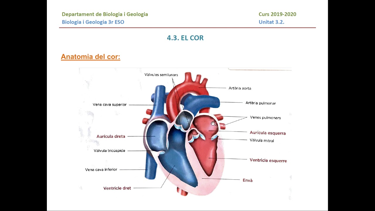 Unitat 3.2. - L´aparell circulatori - El cor - Video explicació - YouTube