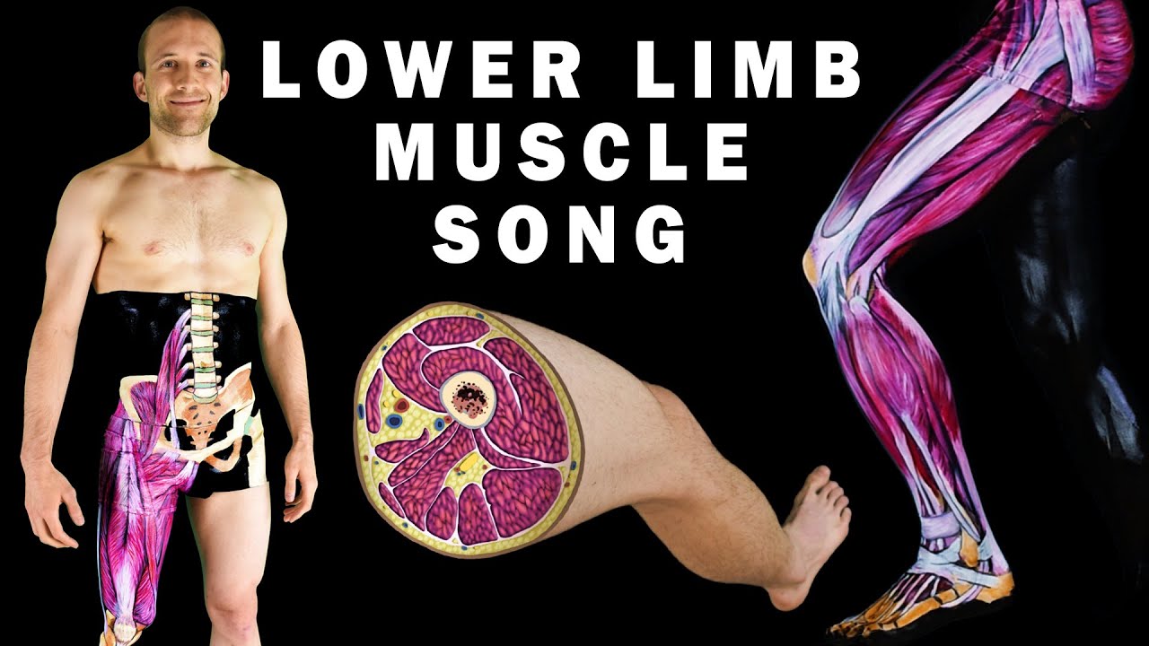 LOWER LIMB MUSCLES SONG Part 1 2 YouTube lower-limb-muscles-song-part-1-2-youtube