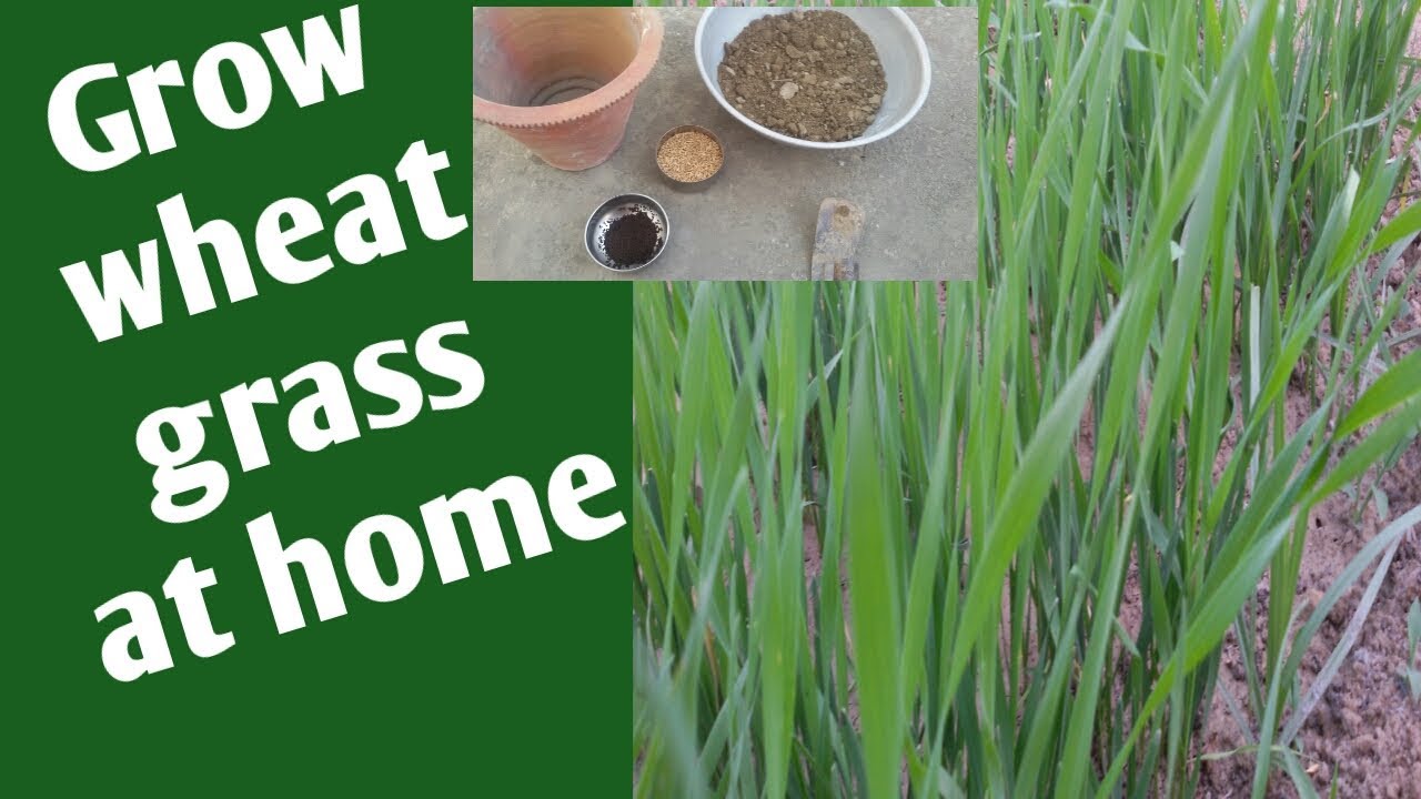 HOW to GROW WHEAT at home - YouTube