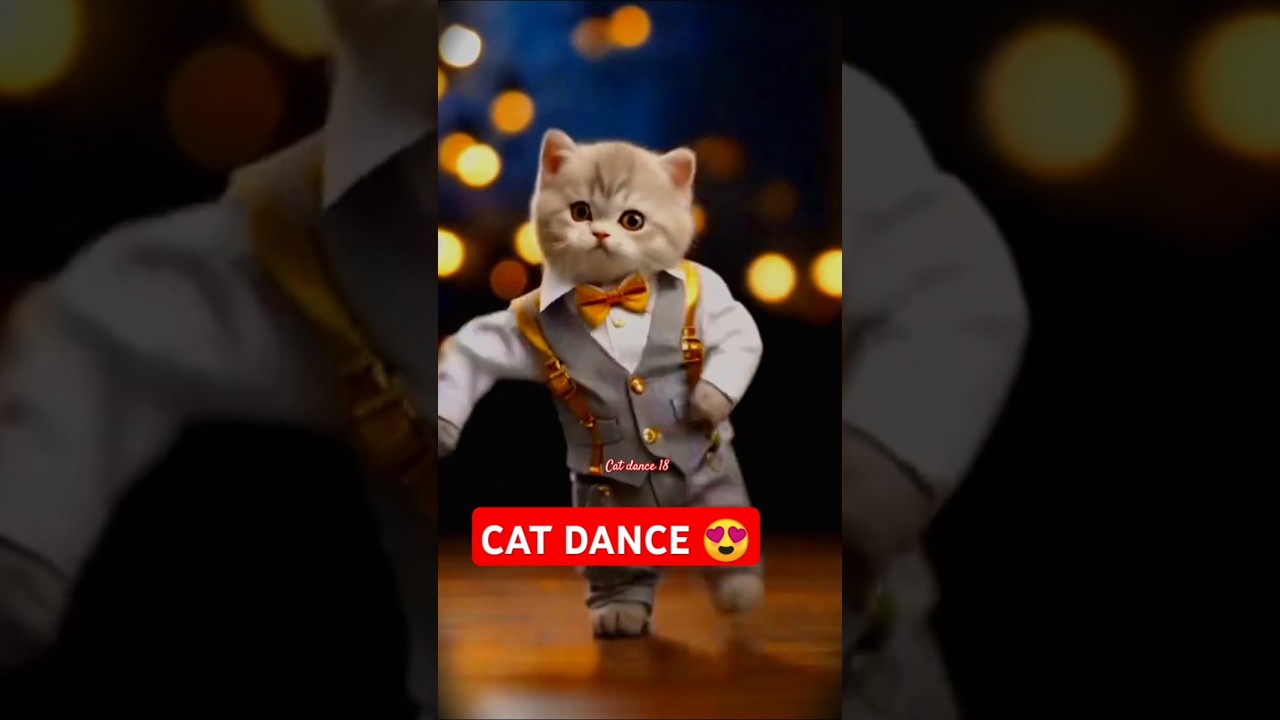 CAT DANCE 😍 video #shorts #cat #catlovers - YouTube