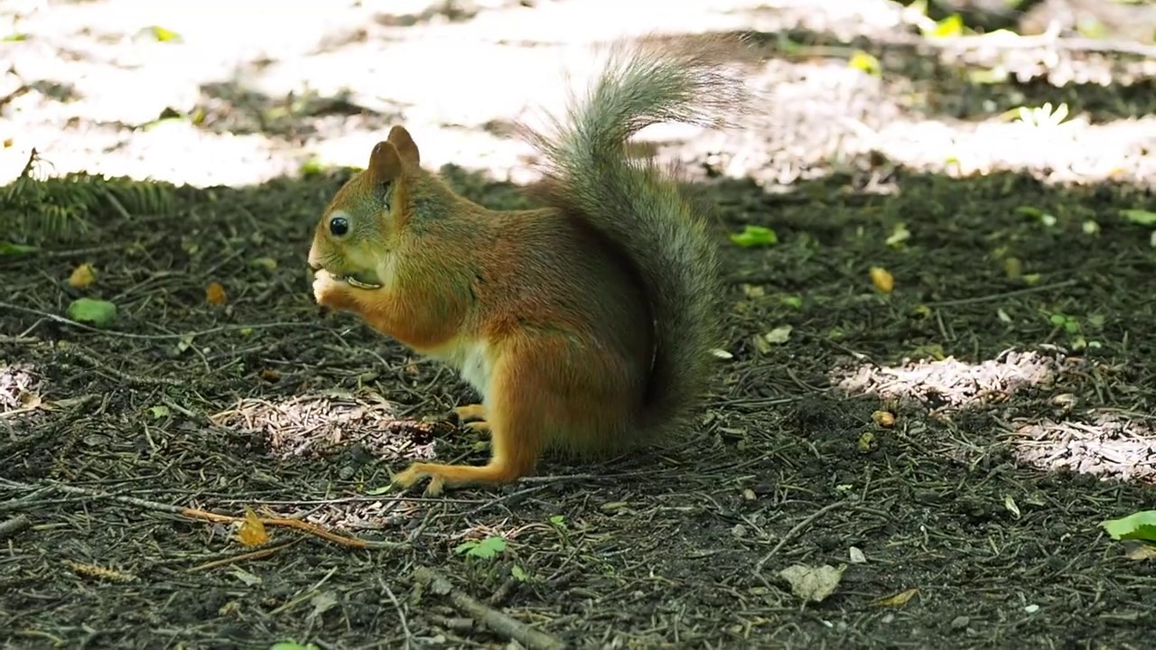 Белка грызёт орех (Squirrel eats a nut) - YouTube