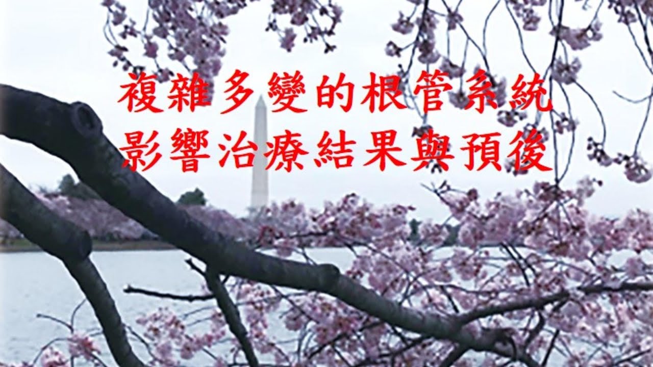 您可知道 複雜多變的根管系統 將影響根管治療結果與預後 (Schilder Technique can fix it) - YouTube