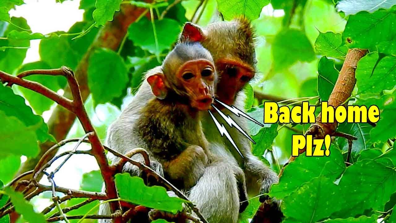 Pitiful! Baby Monkey Cried So Sad On The Tree With New Adopted Mom Button. What Wrong With Him ...