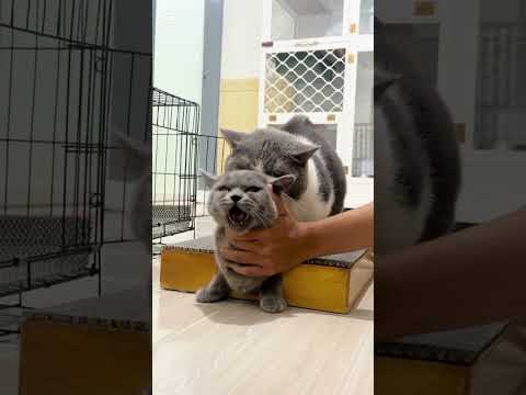 Cat mating❤️‍🔥🐱😂