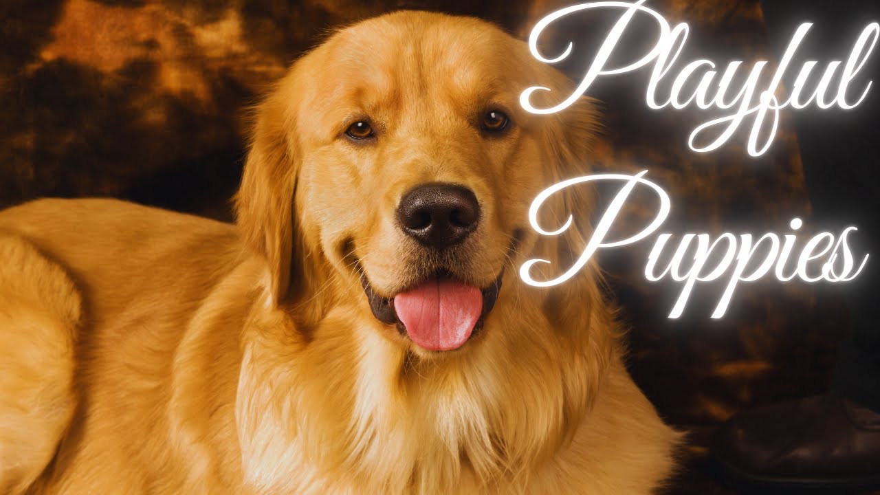Scenic Relaxation | Playful Puppies | Relaxation Videos with Graceful ...