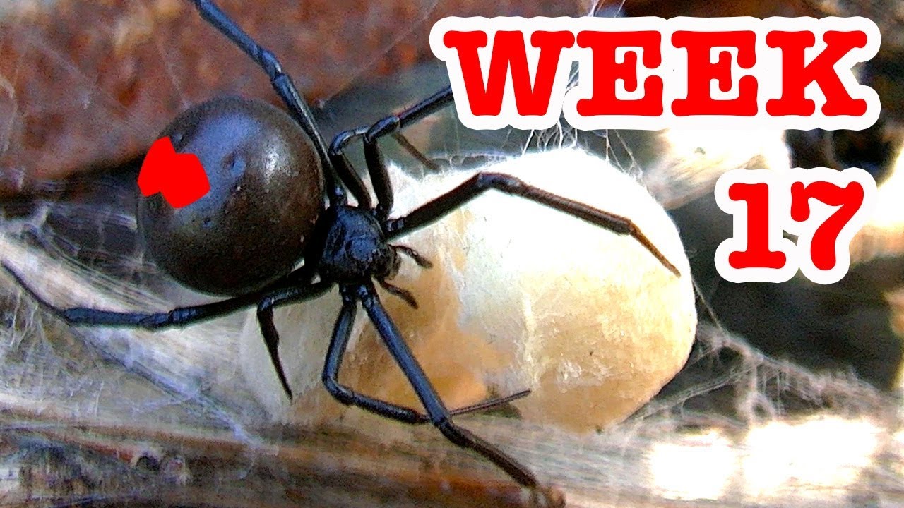 Redback Spider Move To Top Secret Bush Home Week 17 - YouTube
