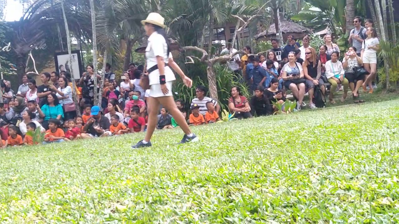 Akrobat burung di taman burung - YouTube