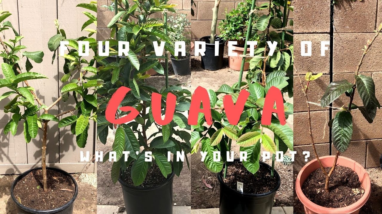 Tropic Pink Guava, Tropic White Guava, Century Giant Guava & Vietnamese ...