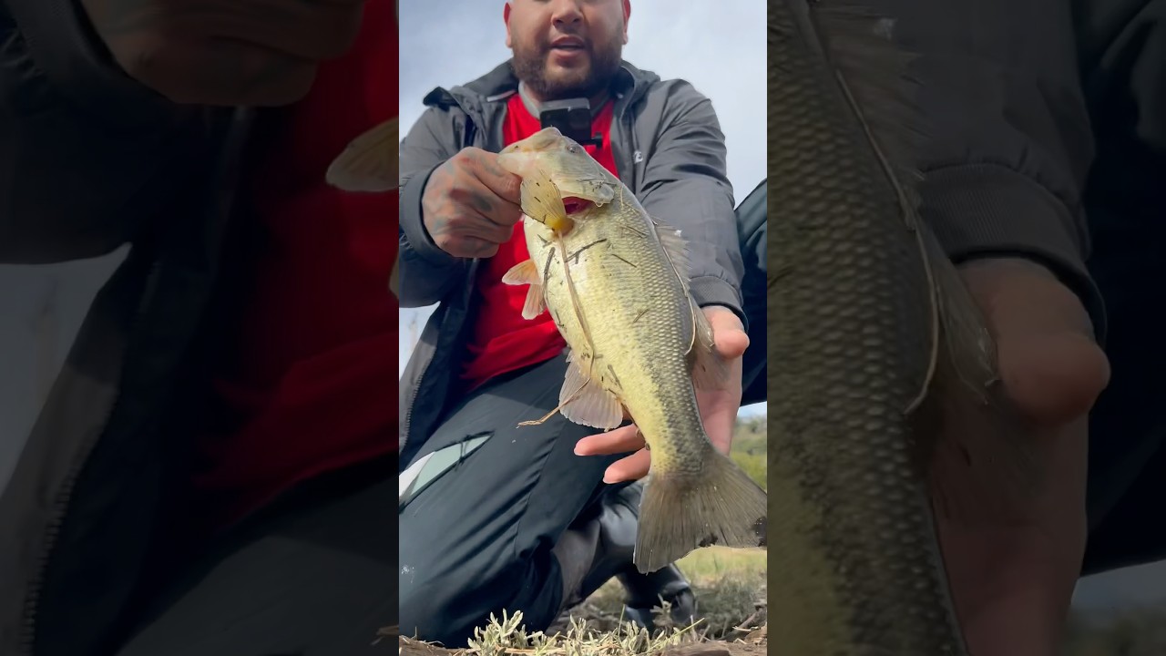 Solid ones outta San Jose #fishing #bassfishing #fyp #foryou - YouTube