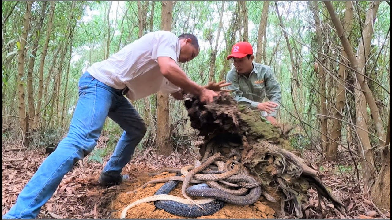 King Cobra Nest 5 Amazing Facts About The King Cobra | PetMojo