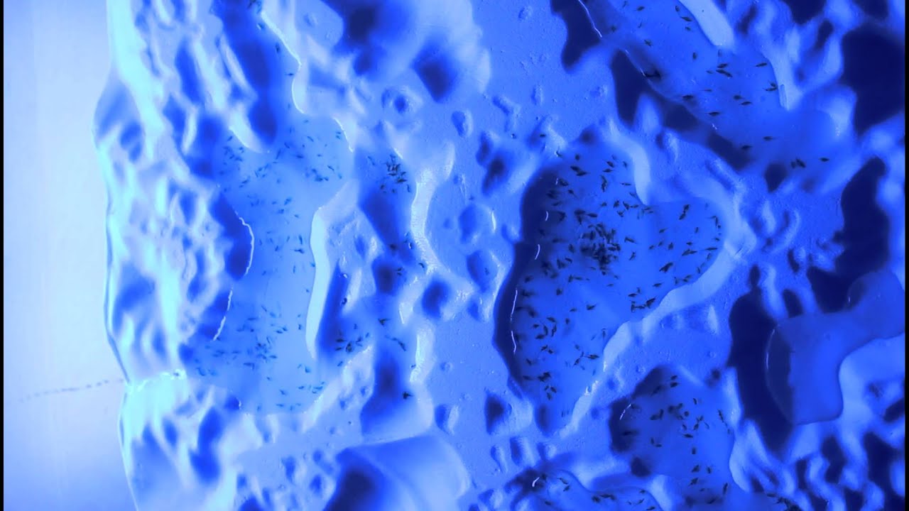 THE LAST WILDERNESS - shrimp pools.MOV - YouTube