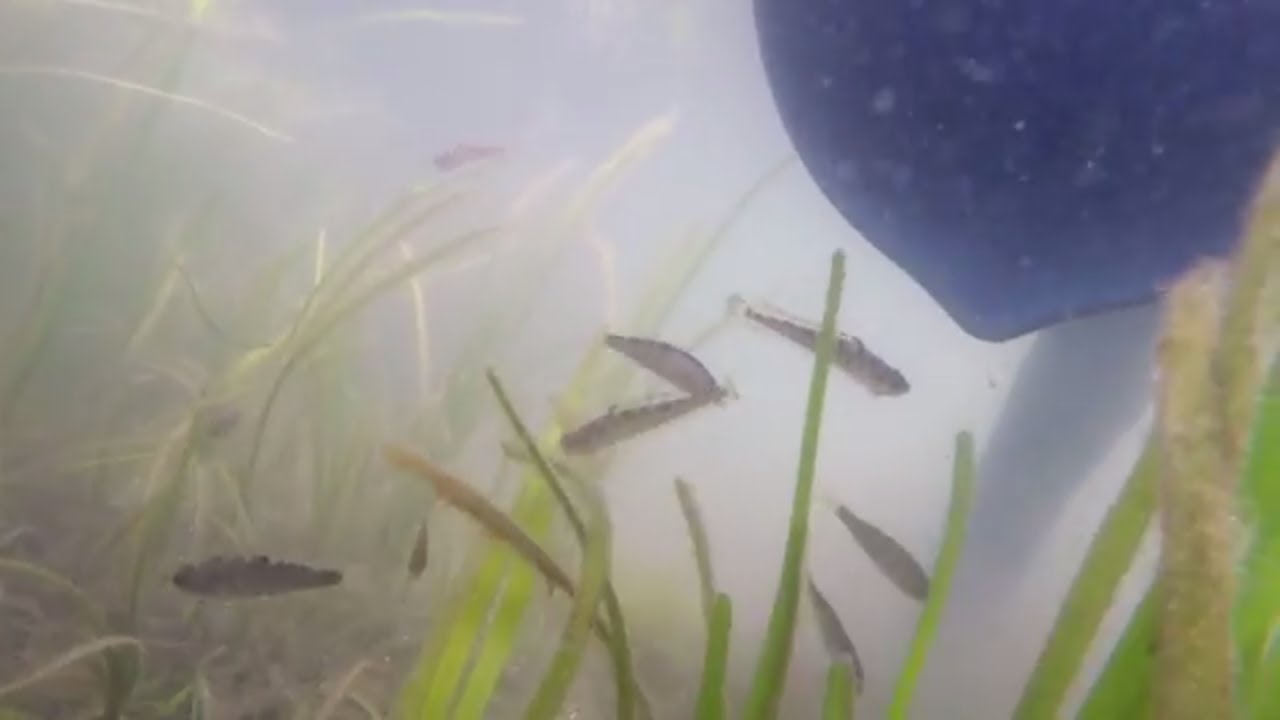 Eelgrass Fish Monitoring - Pacific Rim National Park Reserve - YouTube