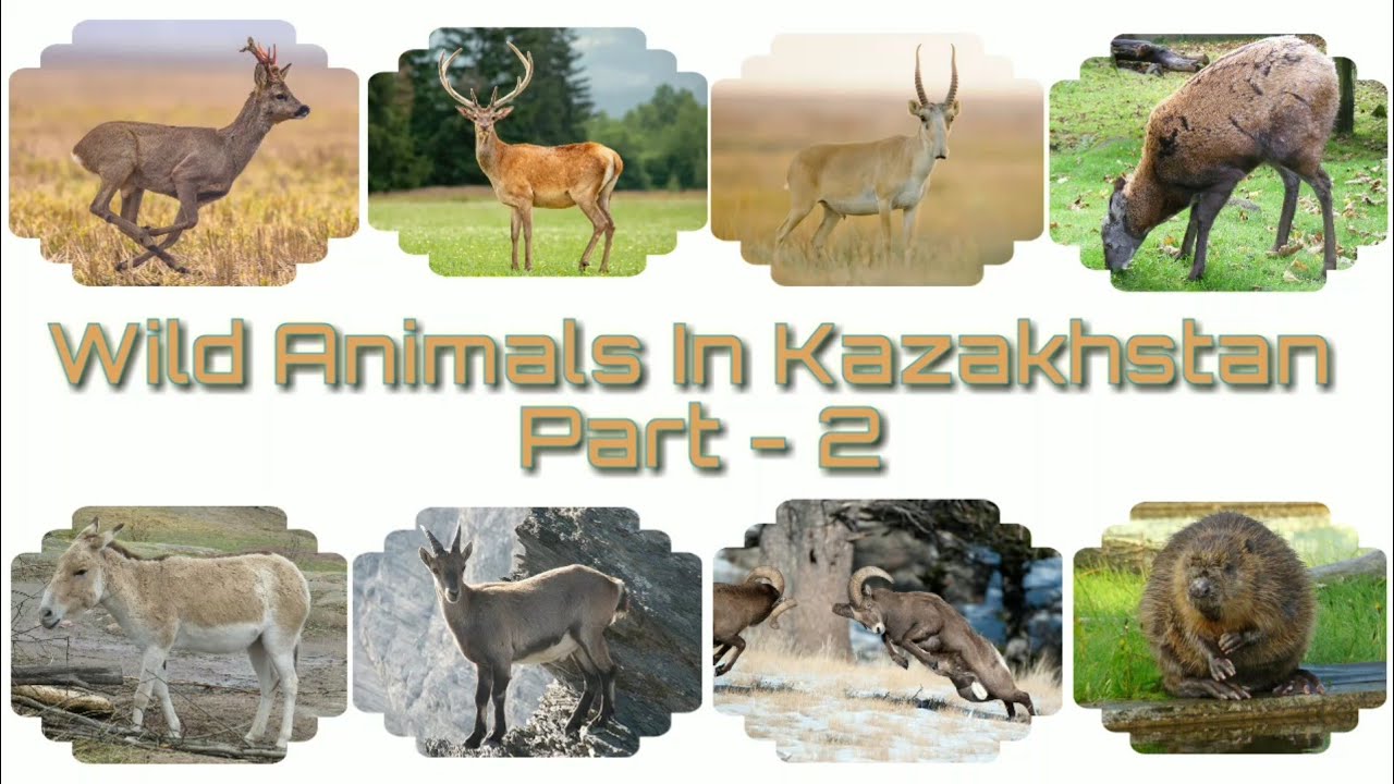 Wild Animals In Kazakhstan | Part 2 - YouTube