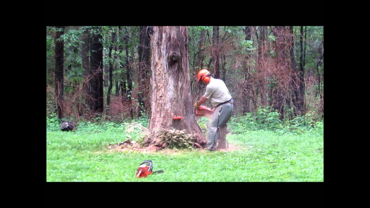 Pin Oak Snag End - YouTube
