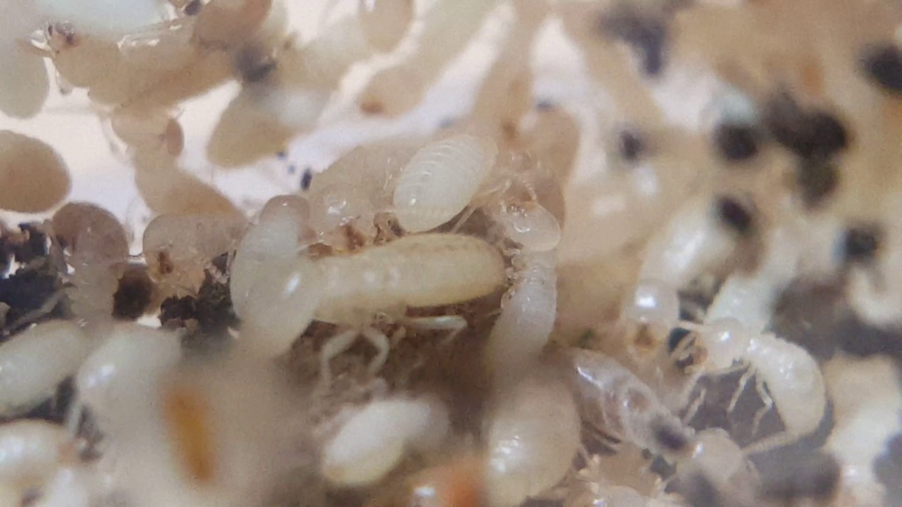 Baby Termites Look Like Look, No Hands: Ants Kill Termites With