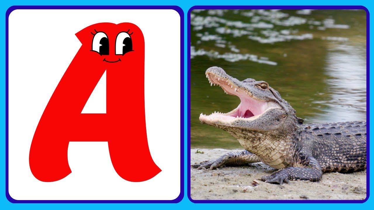 Animal Alphabet | Learn Animal Names | ABC Animals for Toddlers ...
