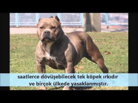 KANGAL mı PİTBULL mu ? [[[ CEVABI SİZ VERİN !!! ]]]