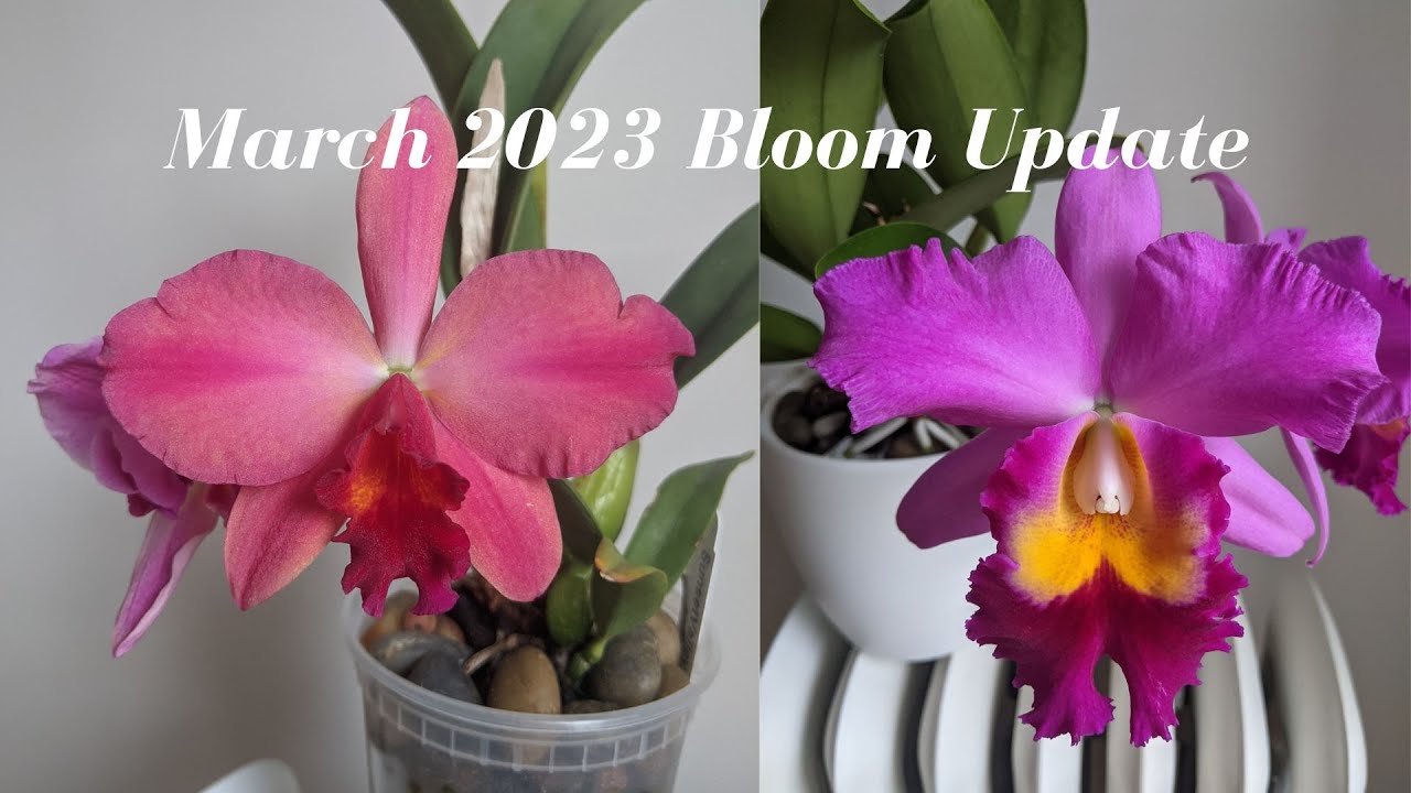 March 2023 Orchid Collection Bloom Update | Spring is here! New Buds ...