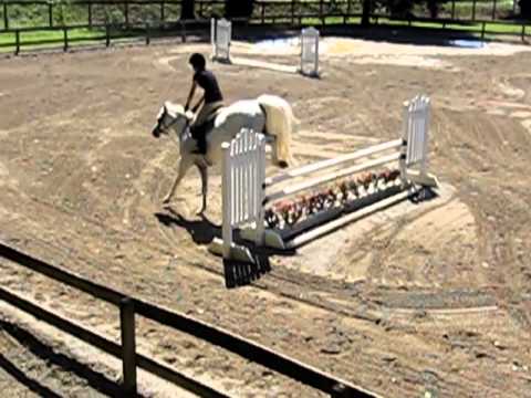 Tuck Everlasting Jumping #2 - Large Pony For Sale - YouTube