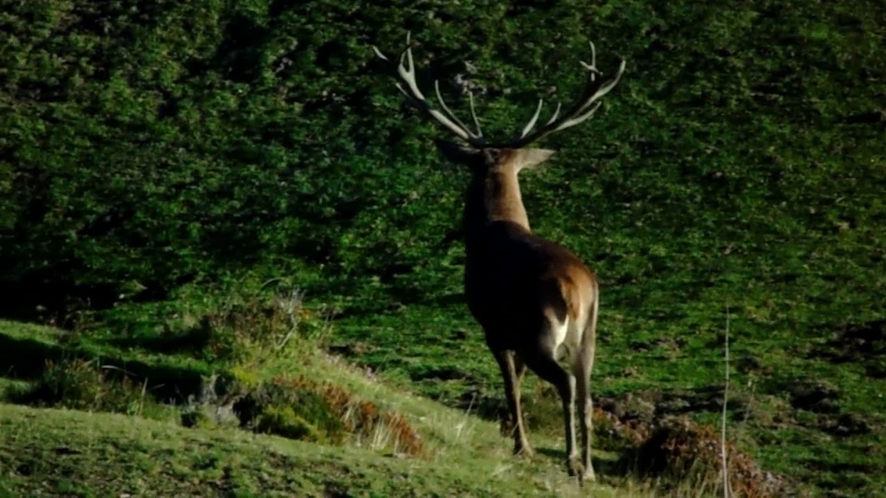 Venado macho - YouTube