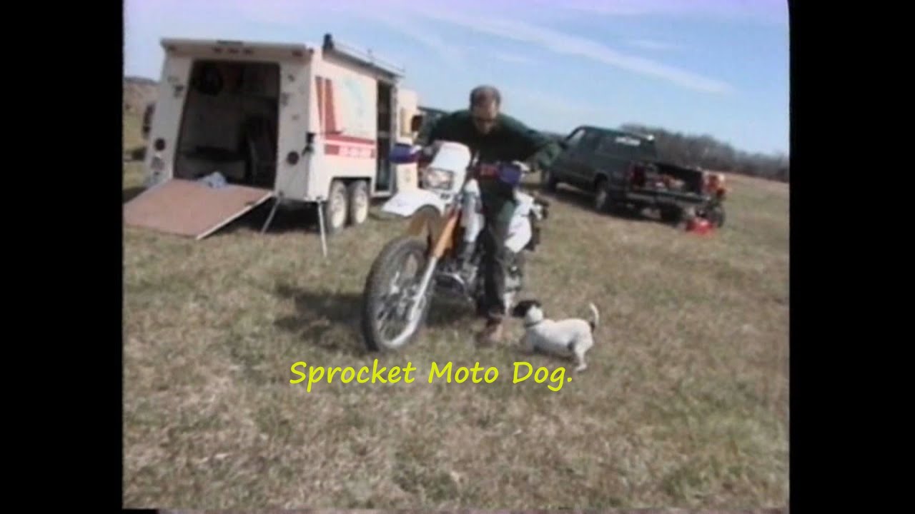 Sprocket the Moto Dog. - YouTube