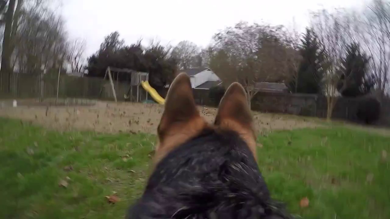 German Shepherd Playing Fetch! GoPro Welcome Home Jake! - YouTube