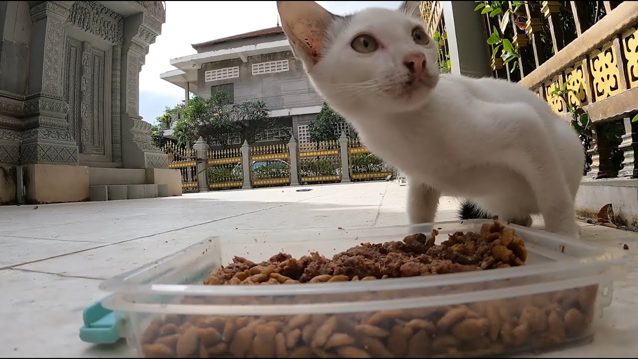 Caring for and rescuing stray animals, allowing homeless animals to ...