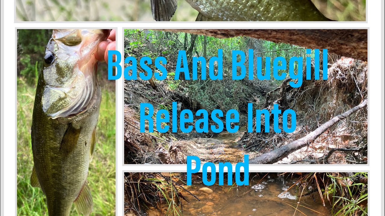 BASS AND BLUEGILL RELEASE INTO POND ! - YouTube