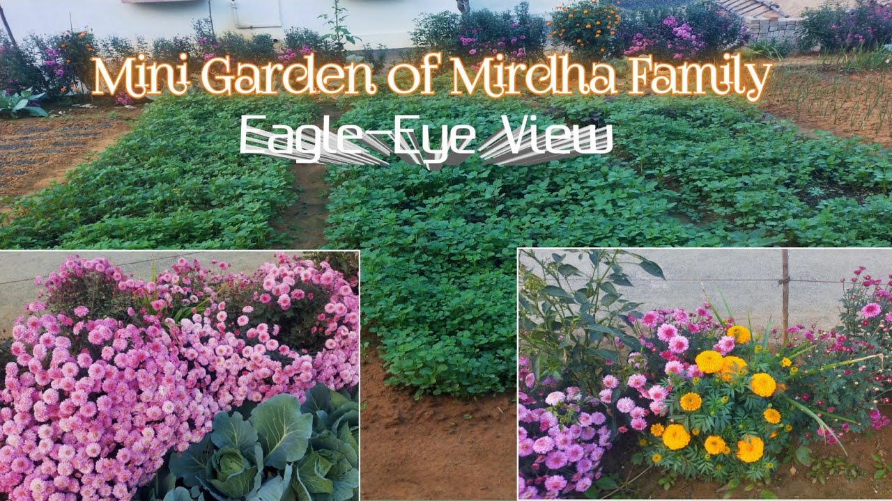 MINI GARDEN-MIRDHA & FAMILY #shreedian #nature #homegarden #odisha # ...