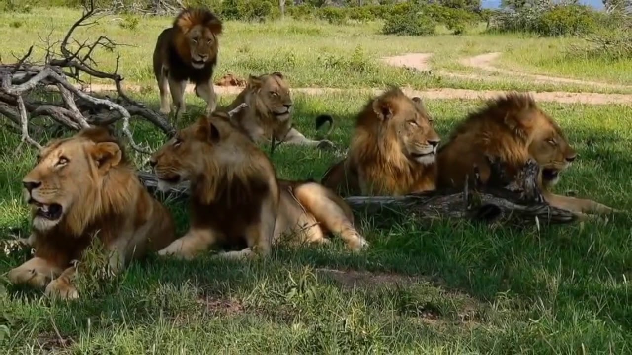 The Mapogos Unforgettable Kings - YouTube