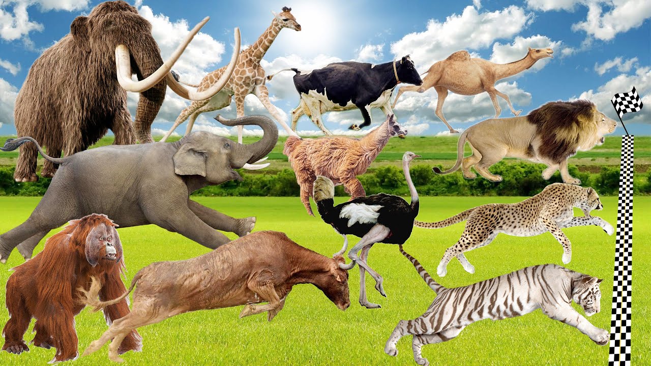 Crossing Fountain Animals Race With Elephant, Lion, Tiger, Mammoth ...
