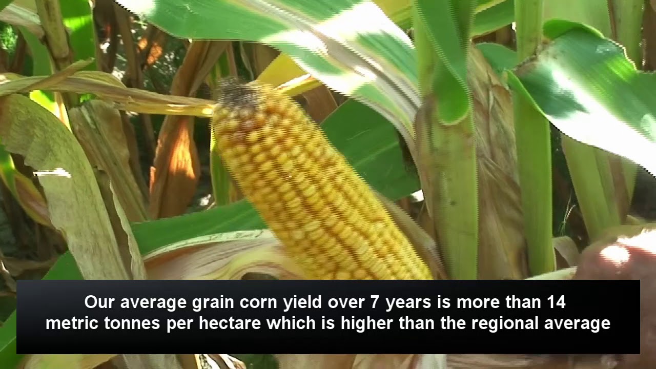 Role of water table management to increase crop yield and enhance ...