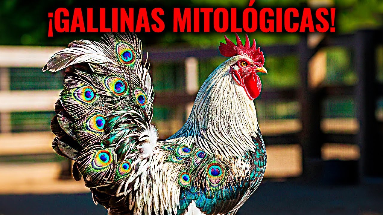 Top 10 Razas de Gallinas Más Inusuales Que Verás en Tu Vida - YouTube