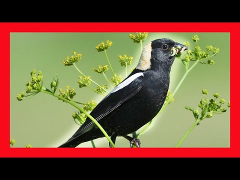 Bobolink Song! Bobolink Call! Bobolink Sound! Bobolink Chirp! - YouTube
