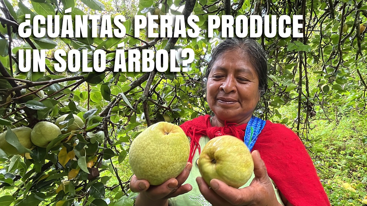 Como se cosechan las peras: los cuidados más importantes - YouTube