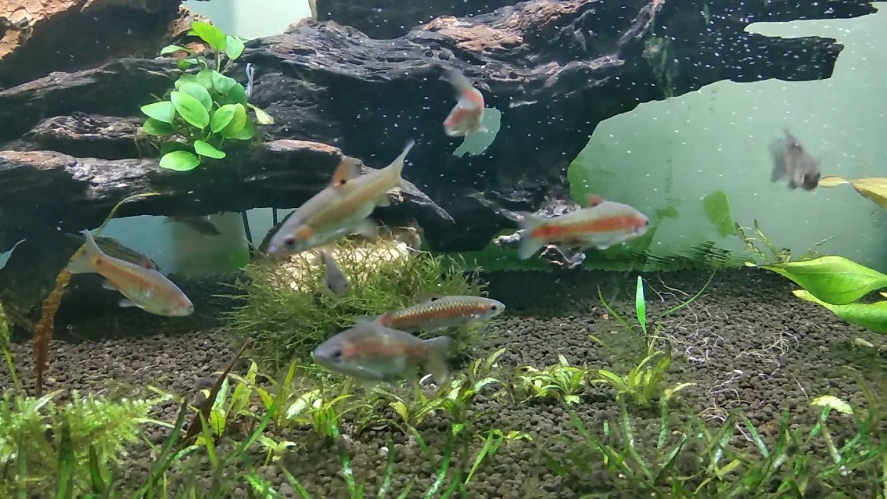 Wild caught Puntius bimaculatus, AKA Redside barb. - YouTube