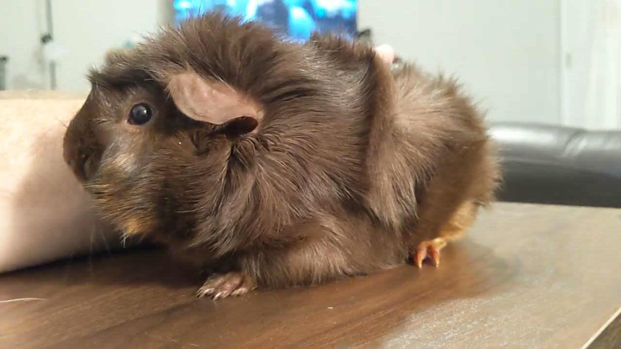 Scruffy Guinea Pig - YouTube