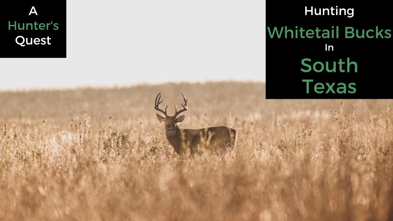 Hunting Whitetail Bucks in South Texas - YouTube