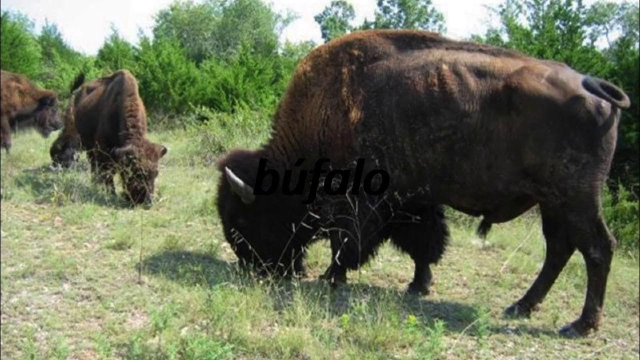 How to say buffalo in Spanish? búfalo - YouTube