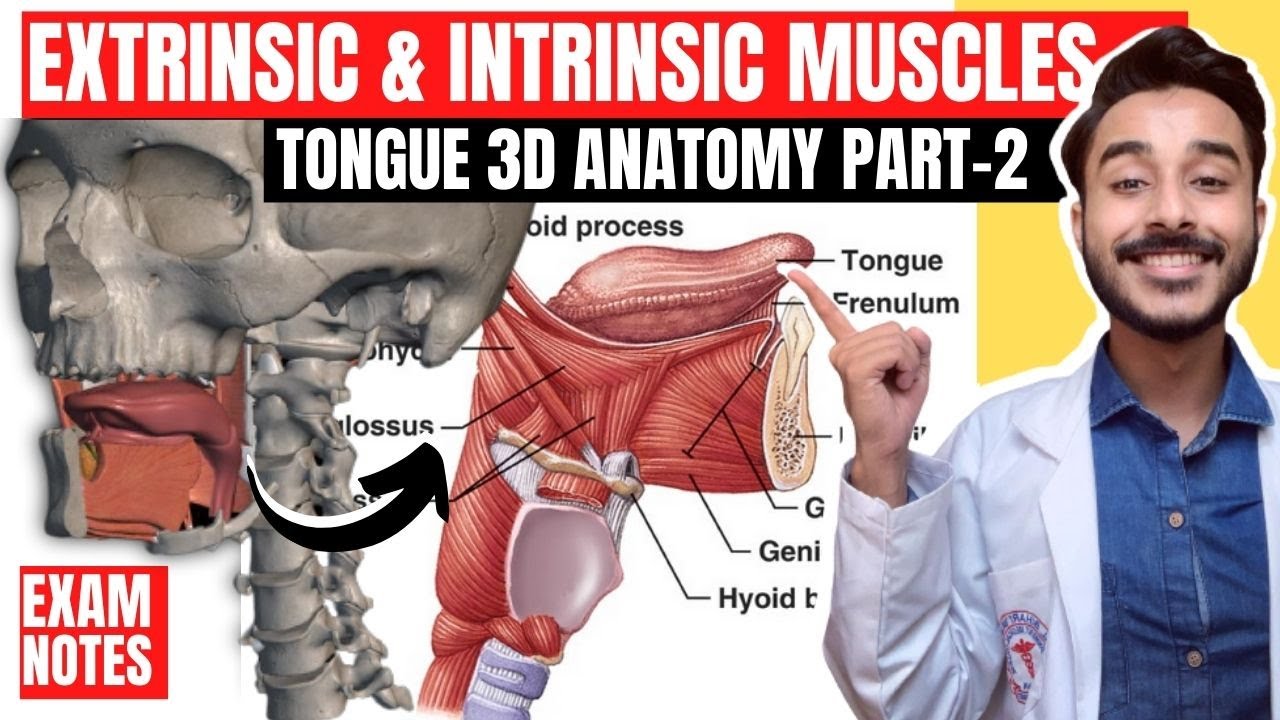 Extrinsic Muscles Of Tongue