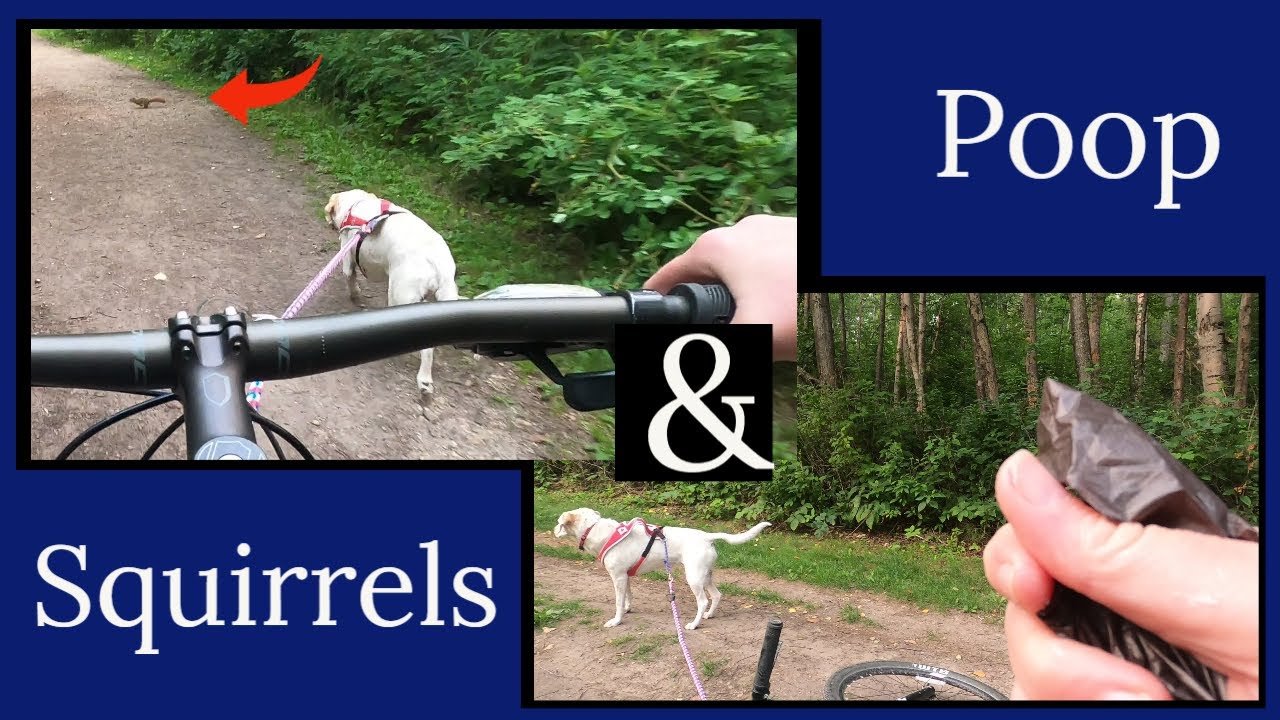 Squirrels & Poop Bikejoring Fun - YouTube