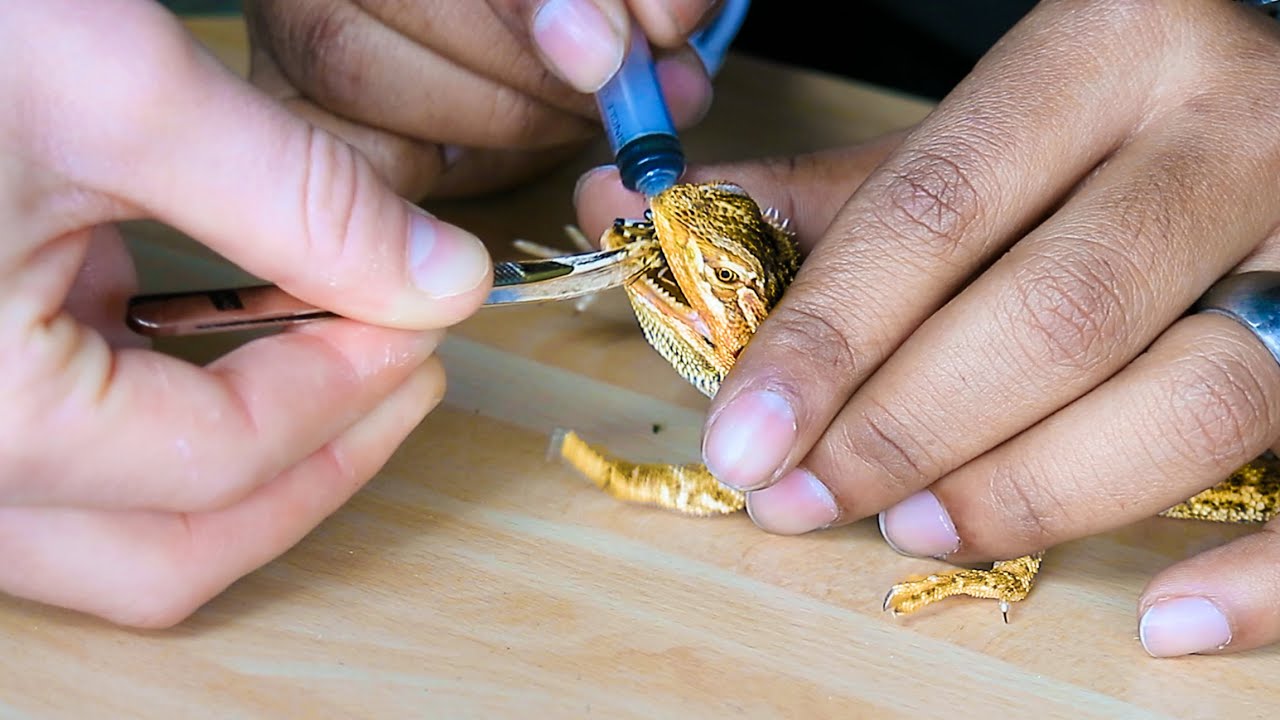 Force Feeding Juvenile Pogona vitticeps - YouTube