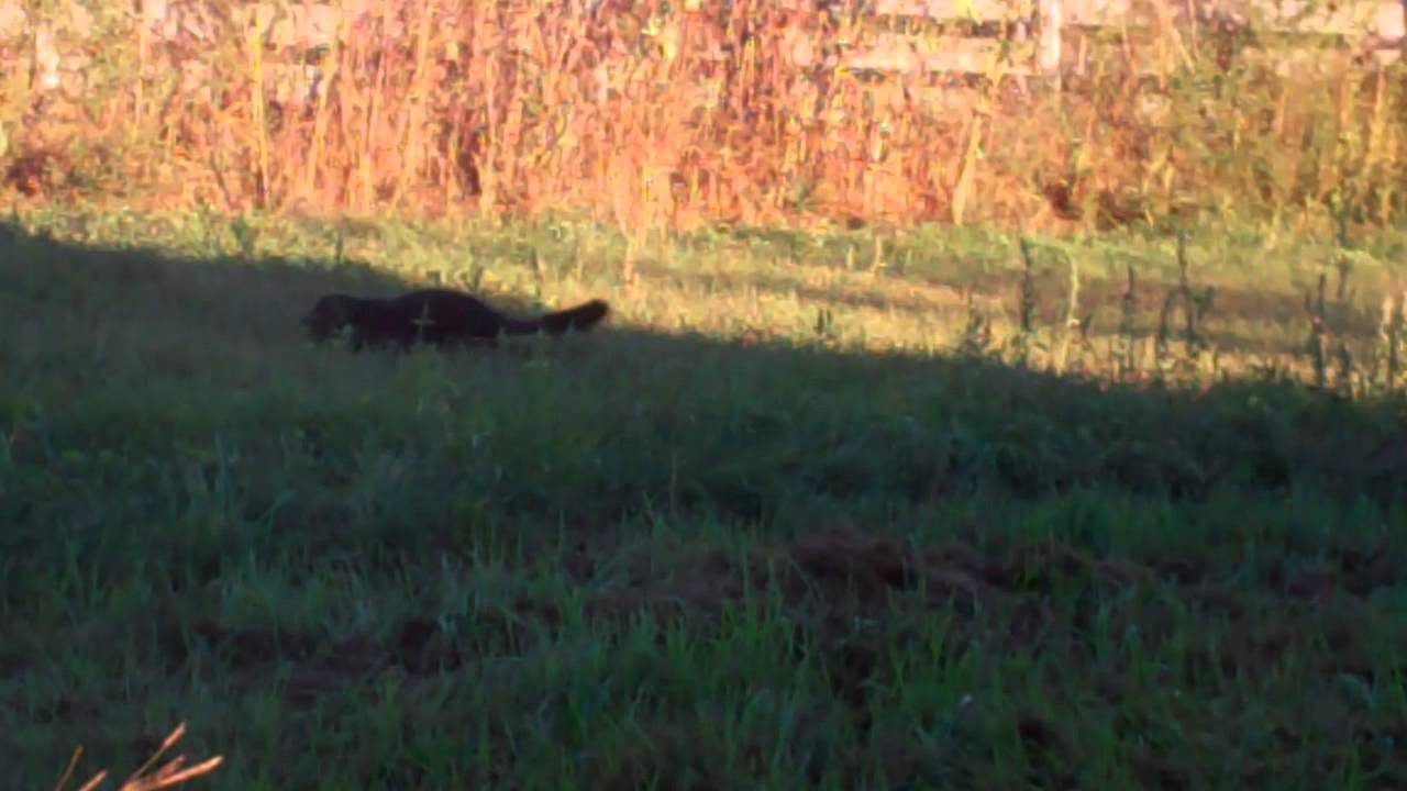 Gopher Hunting Fail - YouTube