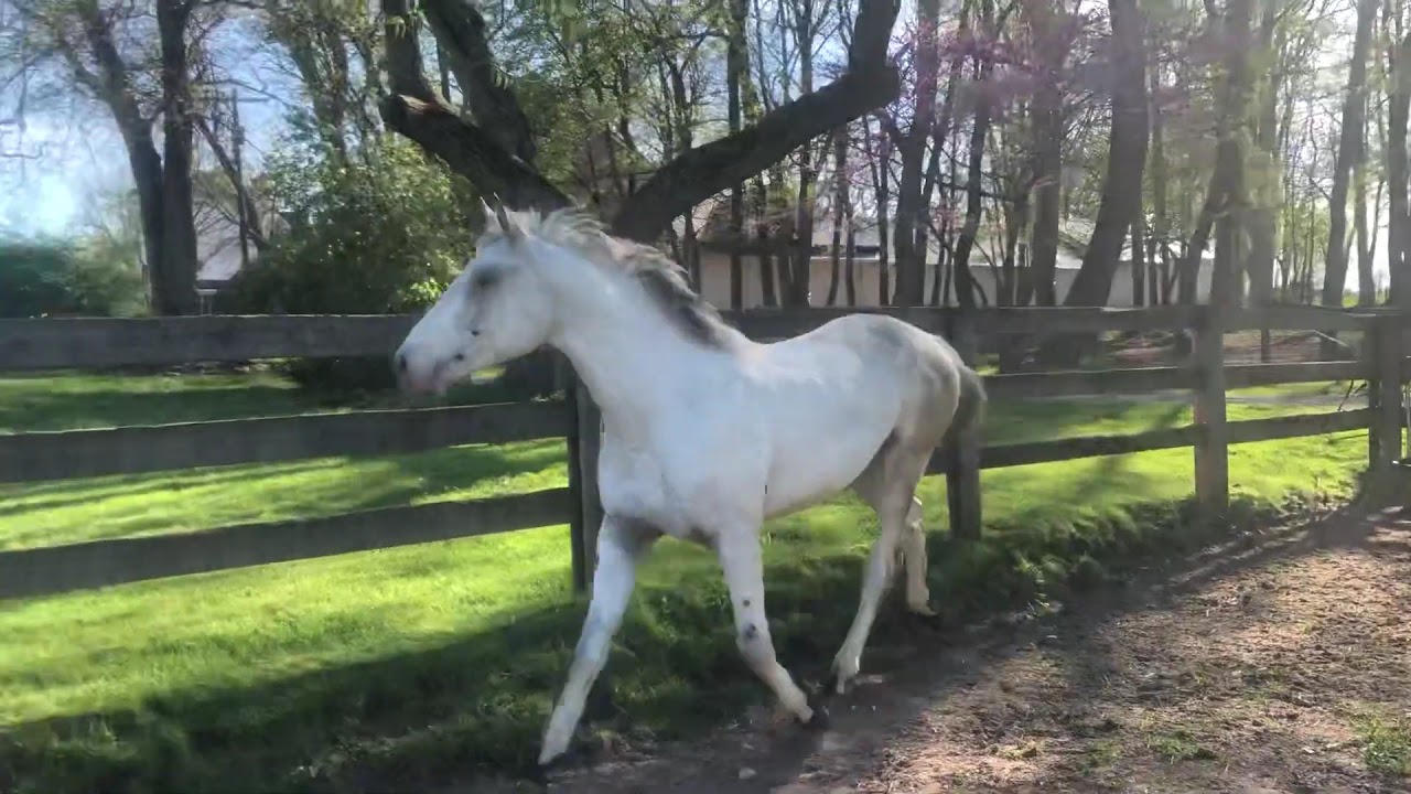 Pax Asgard af Pegasus - Knabstrupper Stallion - Free Movement - 2 Years ...