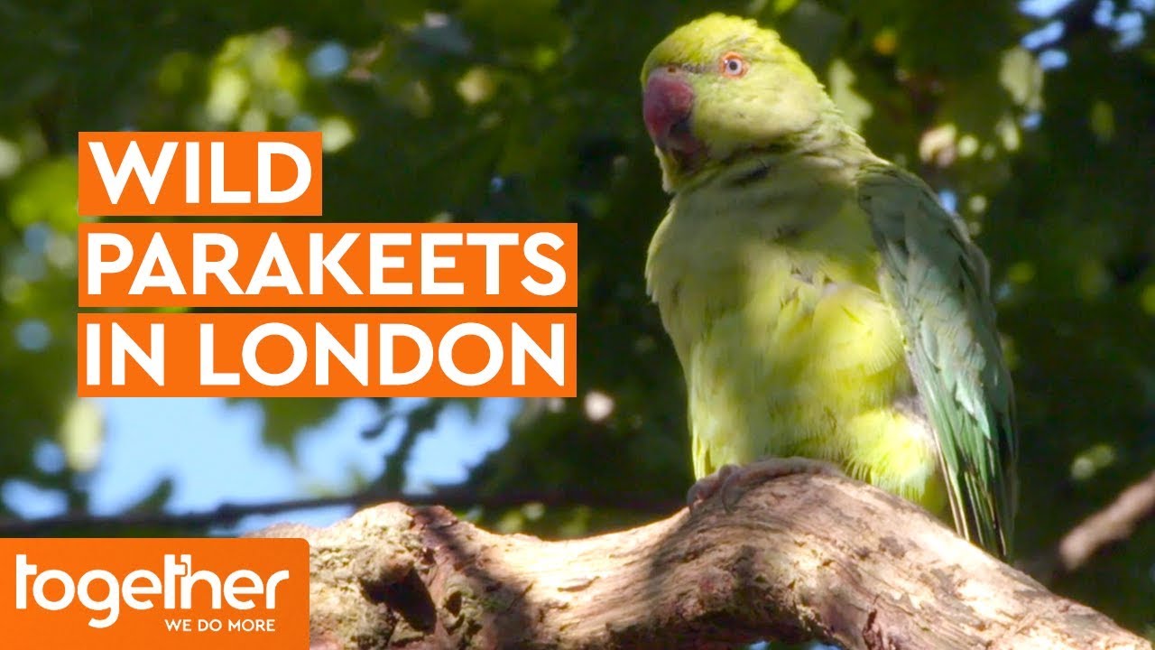 Wild Parakeets in Richmond Park | David Attenborough - YouTube