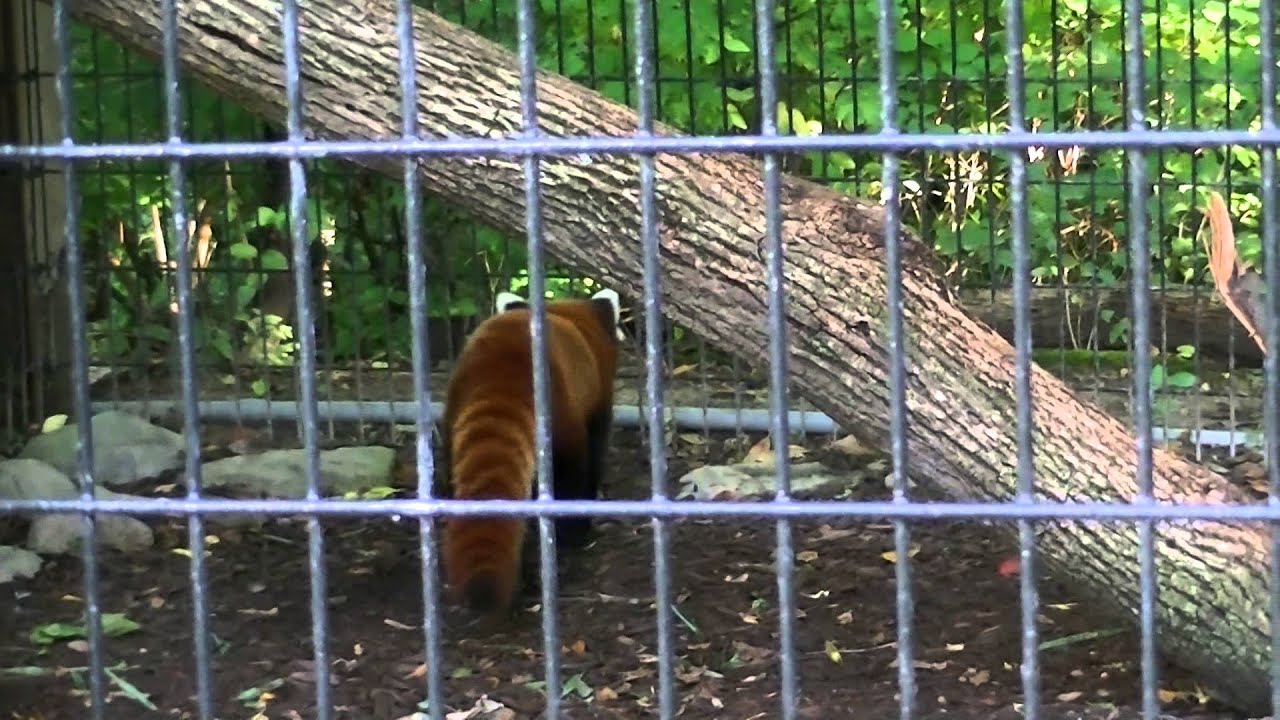 Evicted Red Panda Dad - YouTube