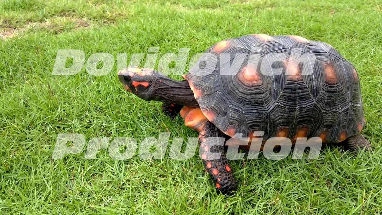 A turtle with orange cubes crawls on the grass. - YouTube