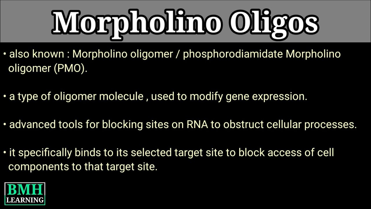 Morpholino Oligos | What Are Morpholinos | - YouTube