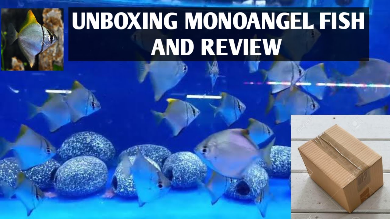 UNBOXING MONO ANGEL (sea angel) FISH and REVIEW - YouTube