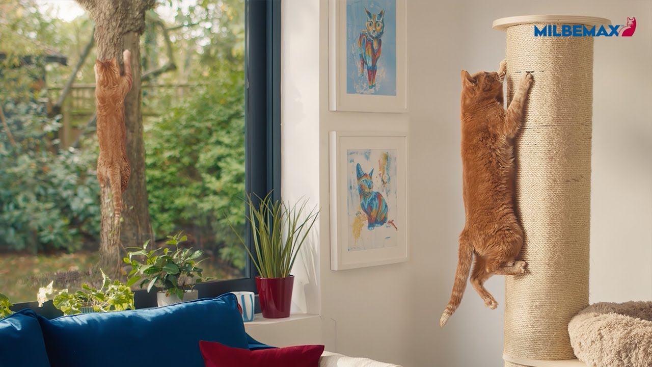 OLV Milbemax® Kat - 15 seconden - YouTube